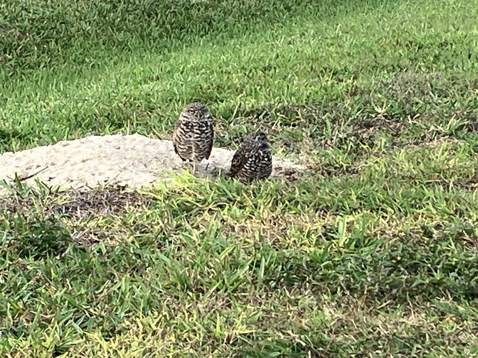 Southwest Florida Owls - Pavement Technology, Inc.